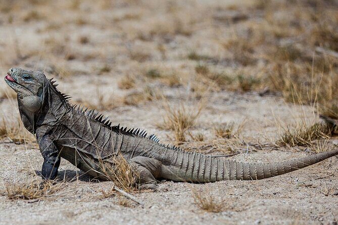 Local Excursion || Jungle Safari Excursion - FAQ