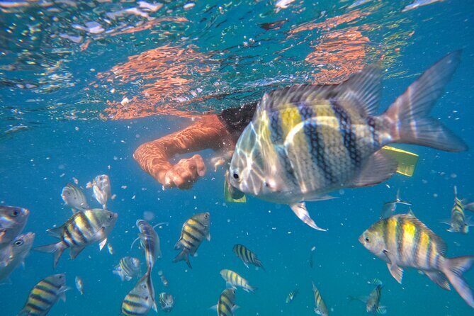 Local Excursion | Paradise Island Punto Rucia & snorkeling - Introduction: What to Expect from the Paradise Island & Snorkeling Tour
