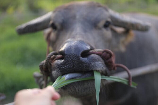 Local Farming Experience in Chiang Mai, Thailand - Final Thoughts on Value and Experience
