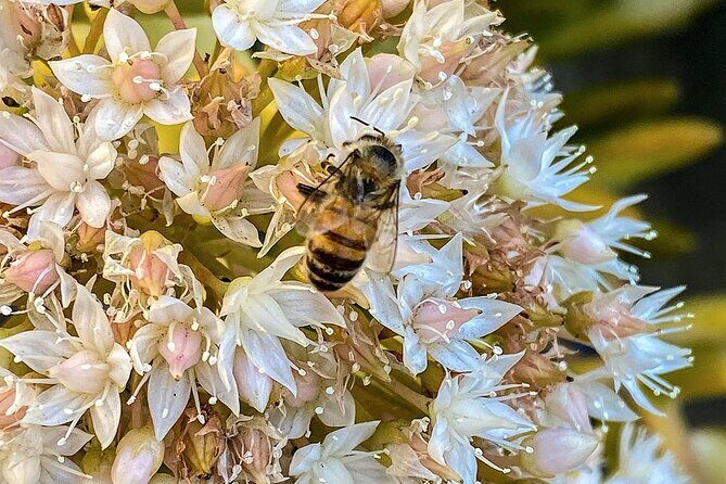 Local Honey-To-Table Tasting and Lunch Experience - A Detailed Look at the Experience