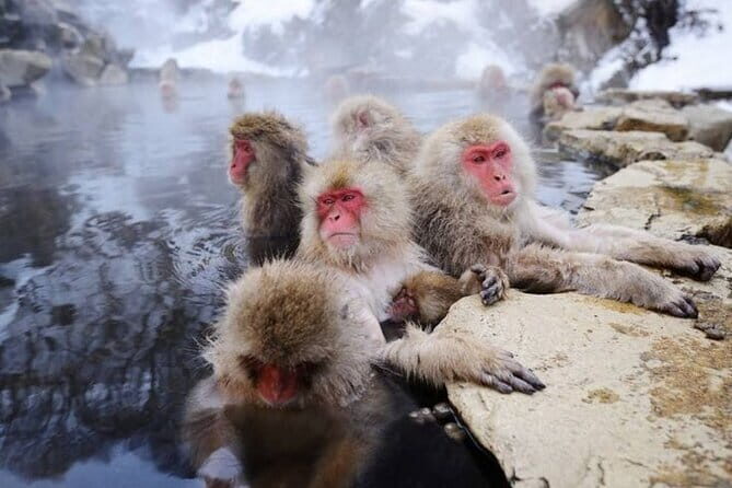 Local Private Tour to Jigokudani Snow Monkey Park - Is It Worth the Price?