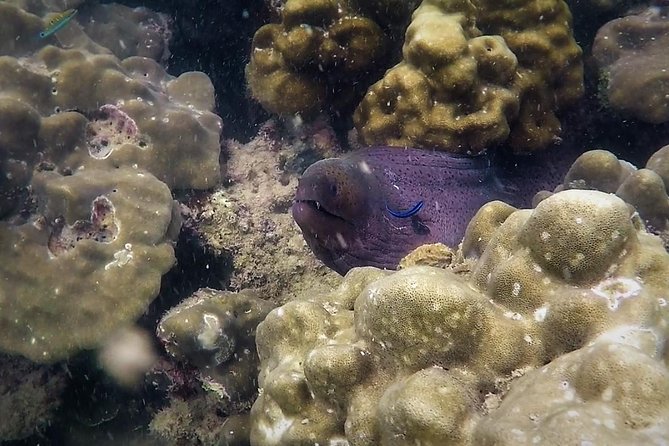 Local Reef Snorkelling and Deserted Beach - Practical Details: What to Expect and How to Prepare