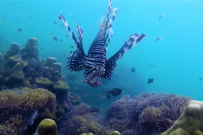 Local Reef Snorkelling and Deserted Beach - Authentic Experiences and Small Group Benefits