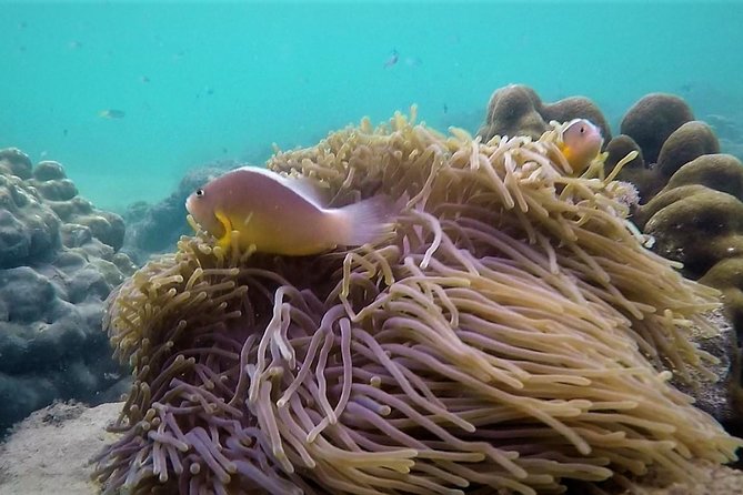 Local Reef Snorkelling and Deserted Beach - Analyzing Value: Is It Worth the Price?