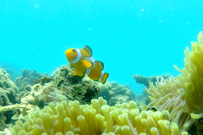 Local Reef Snorkelling and Deserted Beach - FAQ