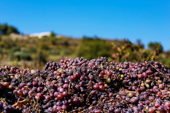 Local Wineries Tour with Wine Testing from Paphos - Final Thoughts: Is It Worth It?