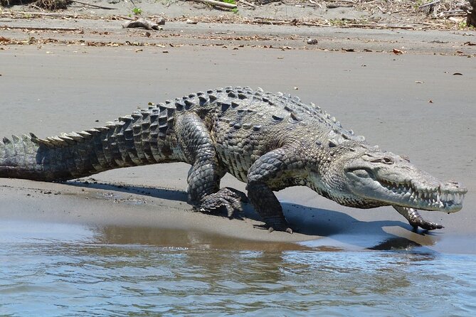 Locally Guided Tambopata Amazon Jungle Tour (4 Days) - Tambopata National Reserve