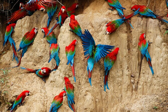 Locally Guided Tambopata Amazon Jungle Tour (4 Days) - Customer Feedback and Experiences