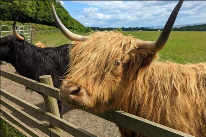 Loch Lomond Highland Cows Victorian Town Half-Day Tour - Authentic Encounters and Practical Tips