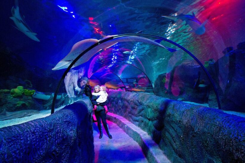 Loch Lomond: Sea Life Entrance Ticket - Exploring the Marine World at Loch Lomond