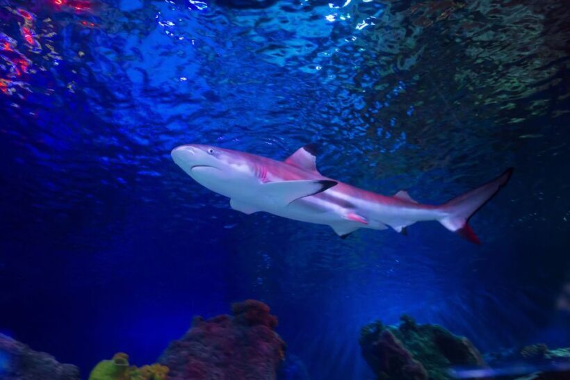 Loch Lomond: Sea Life Entrance Ticket - The Sum Up: Is It Worth Visiting?