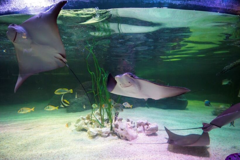 Loch Lomond: Sea Life Entrance Ticket - FAQ: Your Questions Answered