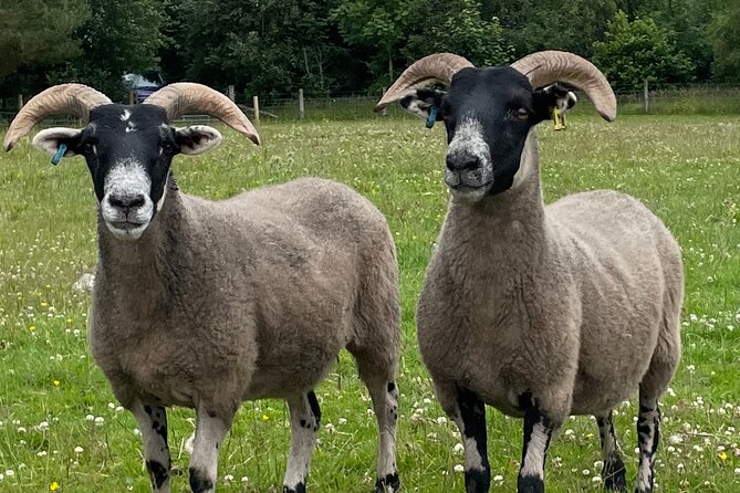 Loch Ness, Culloden, Clava and Whisky/Gin Tour From Inverness. - Customer Feedback