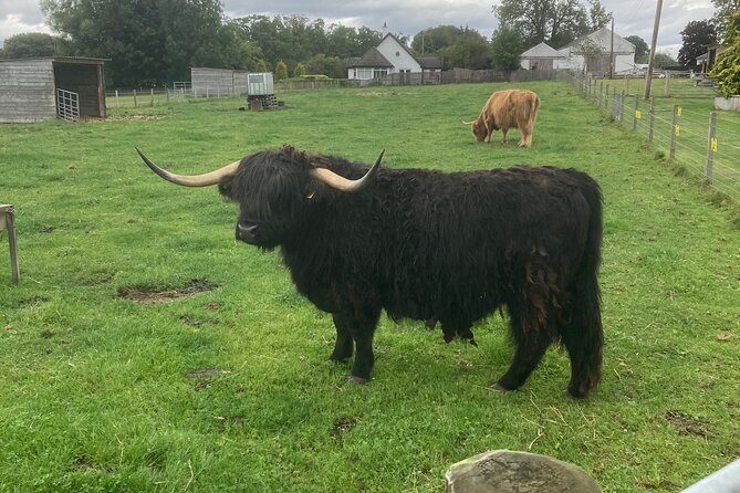 Loch Ness , Heilan Coos ,Great Glen , Fort William and Glencoe - Who Is This Tour Best For?