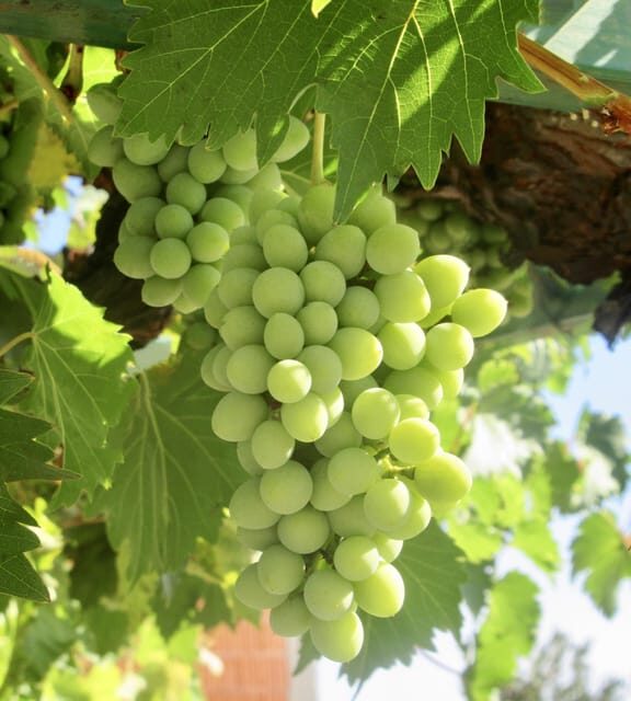 Lodi: Wine Tasting Tour Private Customized 1 -14 Group - The Sum Up