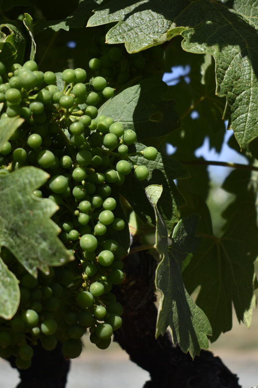 Lodi: Wine Tasting Tour Private Customized 1 -14 Group - A Detailed Look at the Itinerary