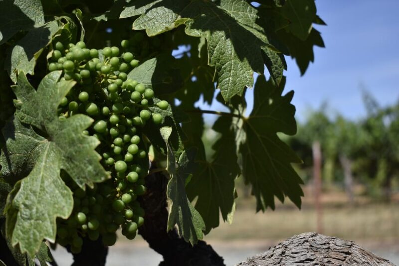 Lodi: Wine Tasting Tour Private Customized 1 -14 Group - Practical Details