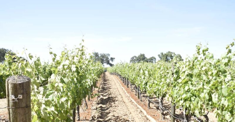 Lodi: Wine Tasting Tour Private Customized 1 -14 Group - Who Will Love This Tour?