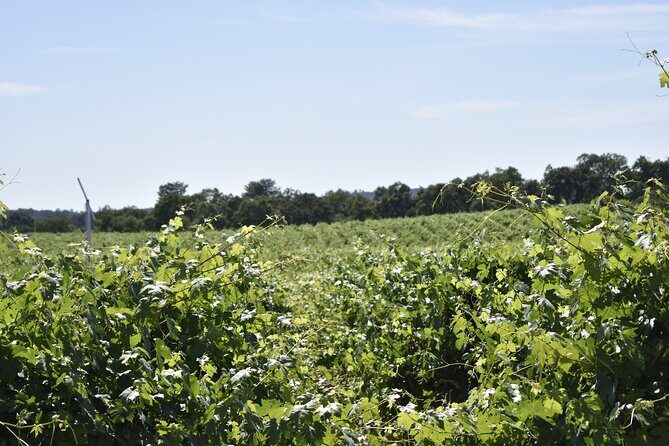 Lodi wine tasting tours Customized private 1 to 14 passenger - What’s Included and What’s Not