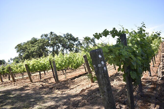 Lodi wine tasting tours Customized private 1 to 14 passenger - The Real Draw: Authentic, Personal Experiences