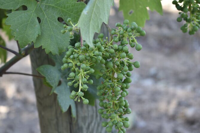 Lodi wine tasting tours Customized private 1 to 14 passenger - The Experience in Practice: A Typical Day