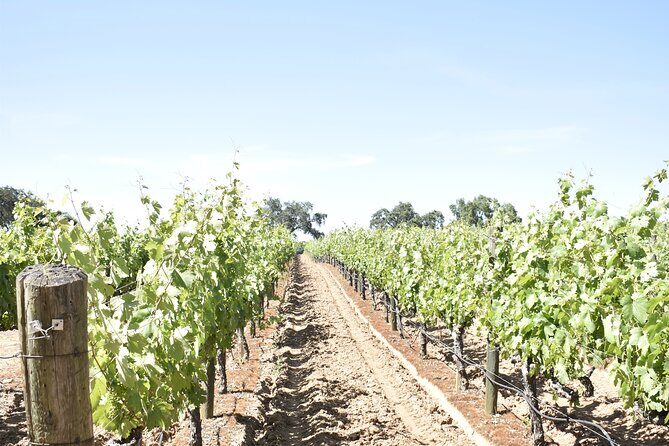 Lodi wine tasting tours Customized private 1 to 14 passenger - Final Thoughts