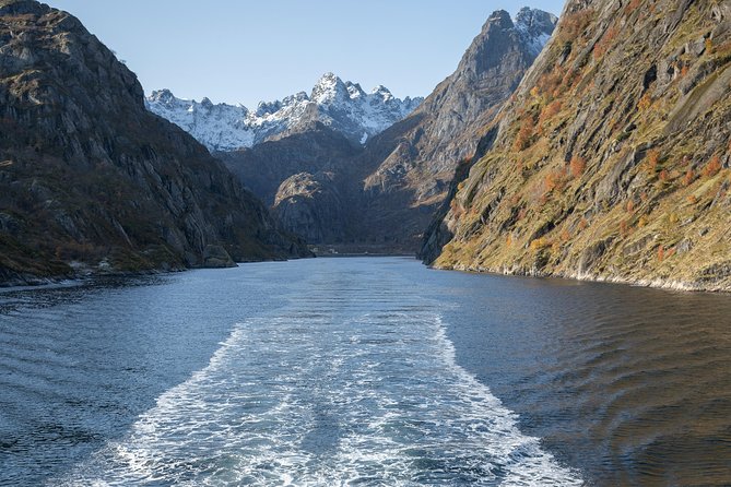 Lofoten Island: Silent Trollfjord Cruise from Svolvær - Authentic Experiences and Tips