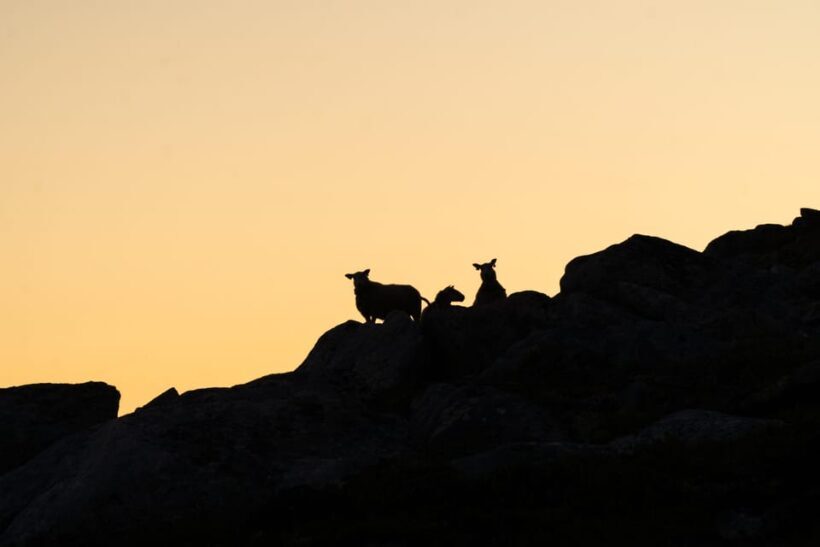 Lofoten Islands: Guided Hiking Into the Wilderness - Uphill - Who Should Consider This Tour?