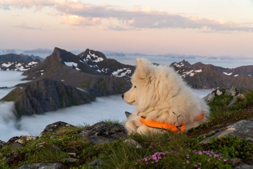 Lofoten Islands: Guided Hiking Into the Wilderness - Uphill - Final Thoughts