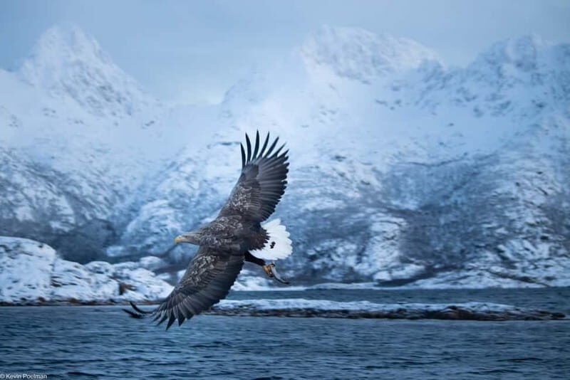 Lofoten: Trollfjord Sea Eagle Safari by RIB Boat - Viking and Cultural Stops