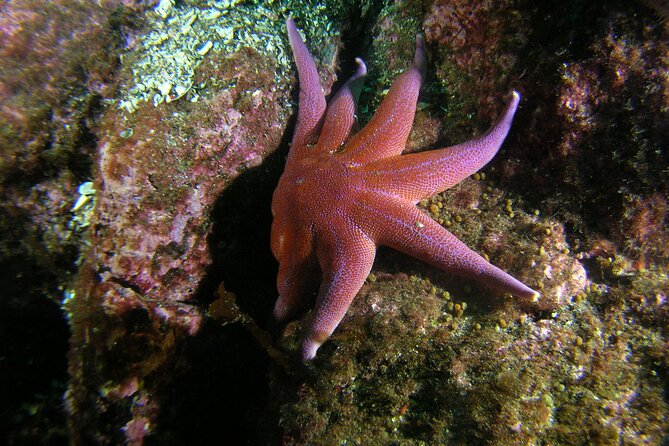 Lofoten Unique Snorkeling Experience in Dry Suit - Key Points