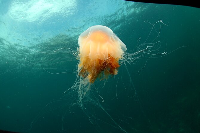 Lofoten Unique Snorkeling Experience in Dry Suit - The Itinerary: What Makes Each Step Special