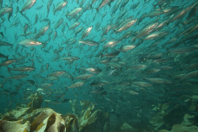 Lofoten Unique Snorkeling Experience in Dry Suit - Practical Tips for a Great Snorkeling Adventure