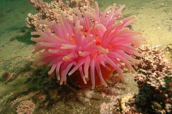 Lofoten Unique Snorkeling Experience in Dry Suit - Who Will Love This Tour?