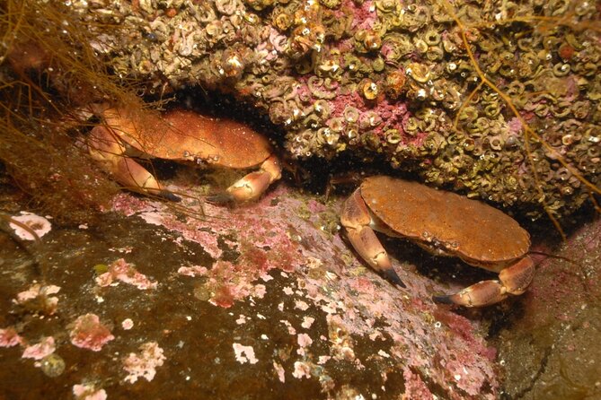 Lofoten Unique Snorkeling Experience in Dry Suit - Final Thoughts