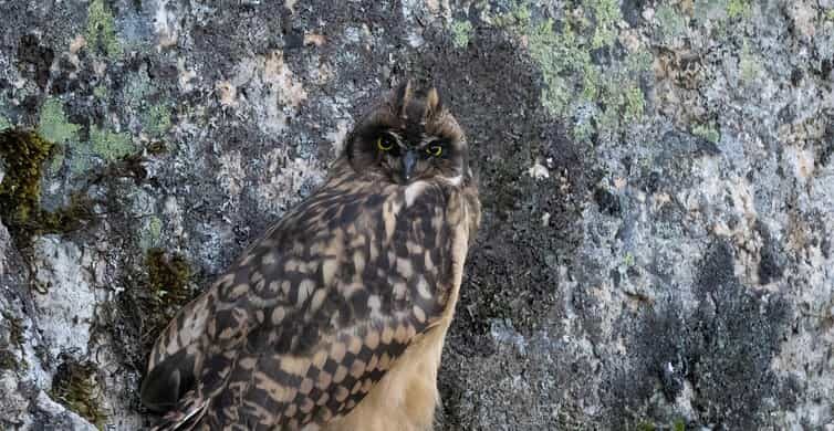 Lofoten: Wildlife Safari - An In-Depth Look at the Lofoten Wildlife Safari