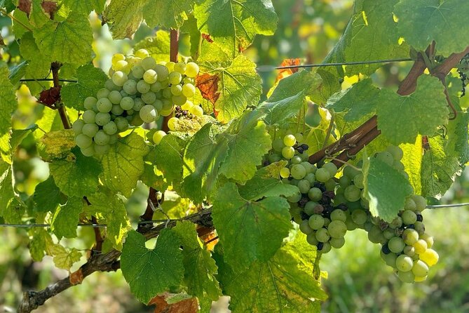 Loire Valley Chambord Castle and Wine Tasting from Paris - A Deep Dive into the Loire Valley Château and Wine Tour