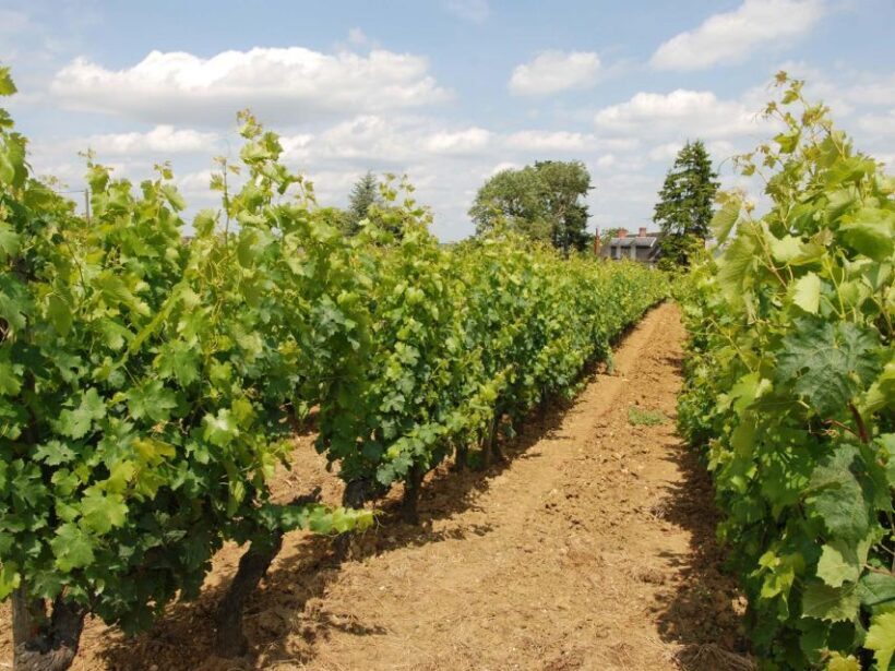 Loire Valley Tour & Wine Tasting Vouvray, Chinon, Bourgueil - Key Points