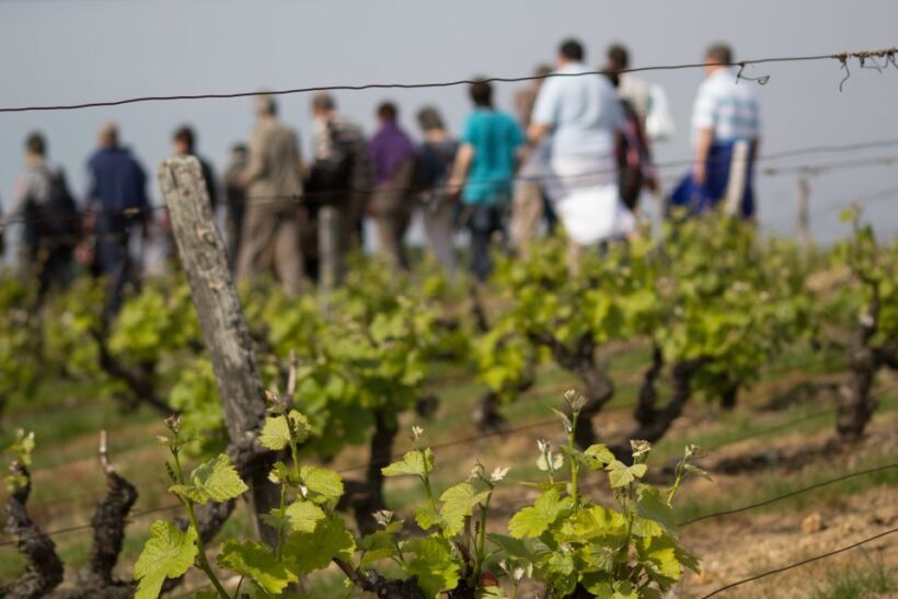 Loire Valley: Vouvray Vineyard Tour and Wine Tasting - Key Points