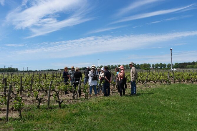 Loire Valley Wines Private Day Tour with Tastings from Tours or Amboise - Chinon Wineries: The Red and the Rich