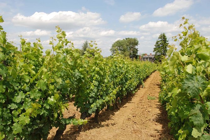 Loire Valley Wines Private Day Tour with Tastings from Tours or Amboise - Final Thoughts