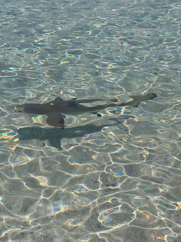 Lombok: 4-Day Sea Nomad Adventure to Labuan Bajo - Day 3: Komodo Island, Pink Beach & Padar’s Sunset Hike