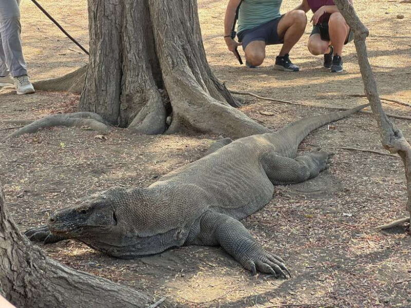 Lombok: 4-Day Sea Nomad Adventure to Labuan Bajo - Day 4: Final Snorkeling & Arrival in Labuan Bajo