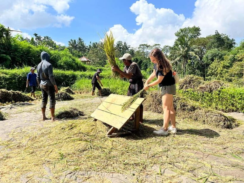 Lombok: Aik Berik Village, Rice Field, & Waterfall Tour - An In-Depth Look at the Tour