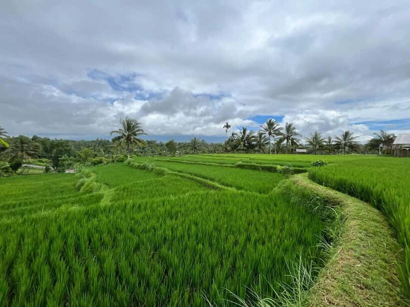 Lombok: Benang Stokel & Kelambu Waterfall, RiceField & Beach - The Charm of Rice Fields: Walking Through Aik Berik
