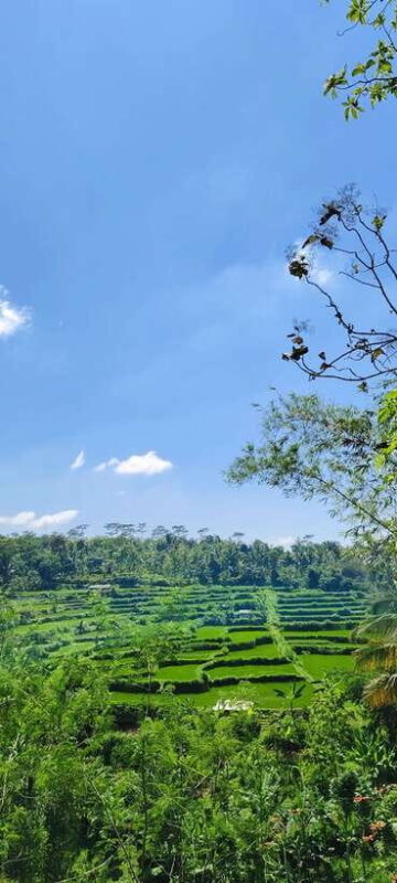 lombok : black monkey , rice terace ,waterfall tetebatu - The Waterfall: Nature’s Refreshing Retreat
