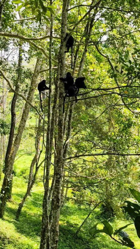 lombok : black monkey , rice terace ,waterfall tetebatu - The Forest: Home to Black Monkeys and More