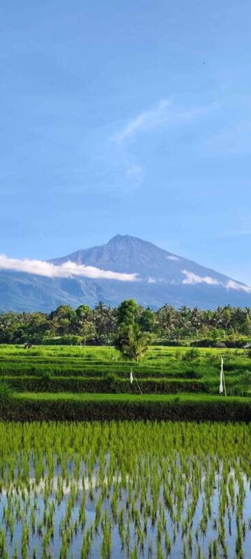 lombok : black monkey , rice terace ,waterfall tetebatu - Practical Details and Value