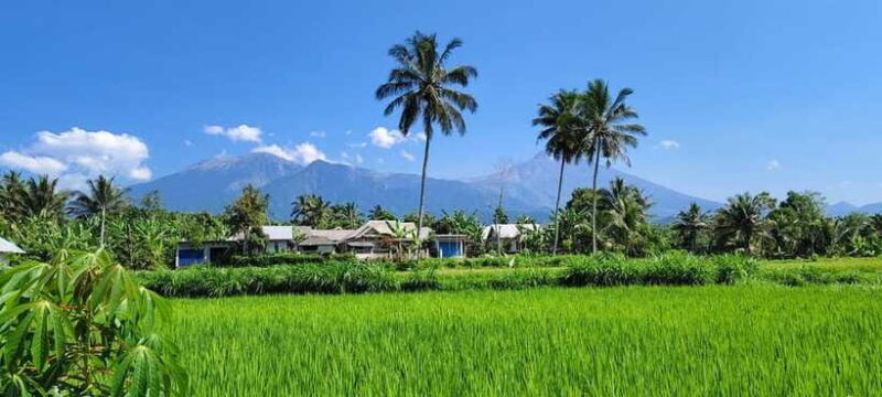 lombok : black monkey , rice terace ,waterfall tetebatu - The Sum Up