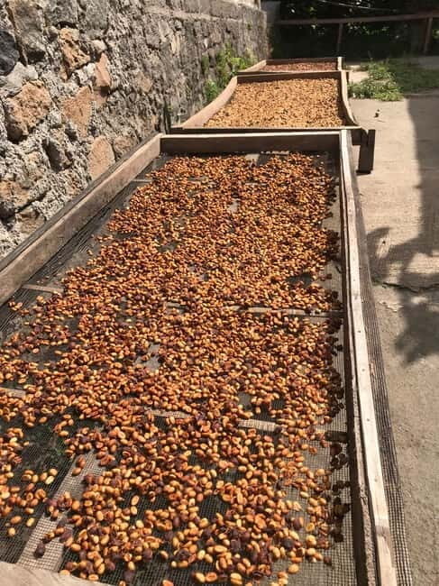 Lombok: Coffee Plantation Tour with Tasting - An In-Depth Look: What You Can Expect